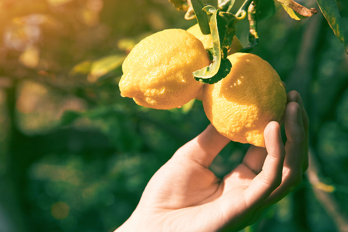 Fruitfulness – The Passion Translation